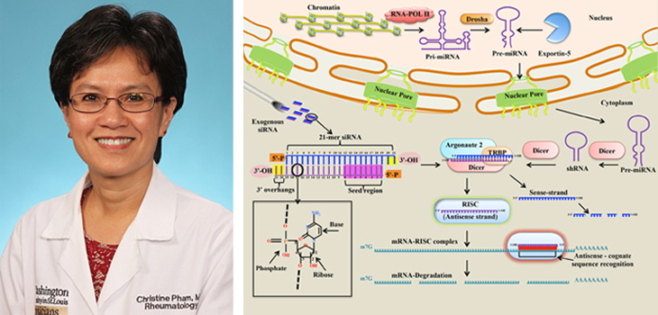 New Study: Nanotherapy Cuts Reactive Synovitis & Chondrocyte Death ...