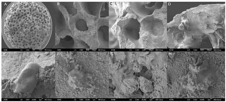 The Cartilage Repair Solution, Finally? | Orthopedics This Week