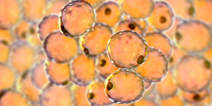 Adipose Tissue Bone Graft Performs Well in Initial Test - Orthopedics ...